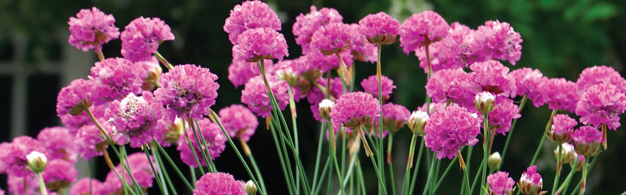 Armeria Pretty Petite - Gardening Solutionz