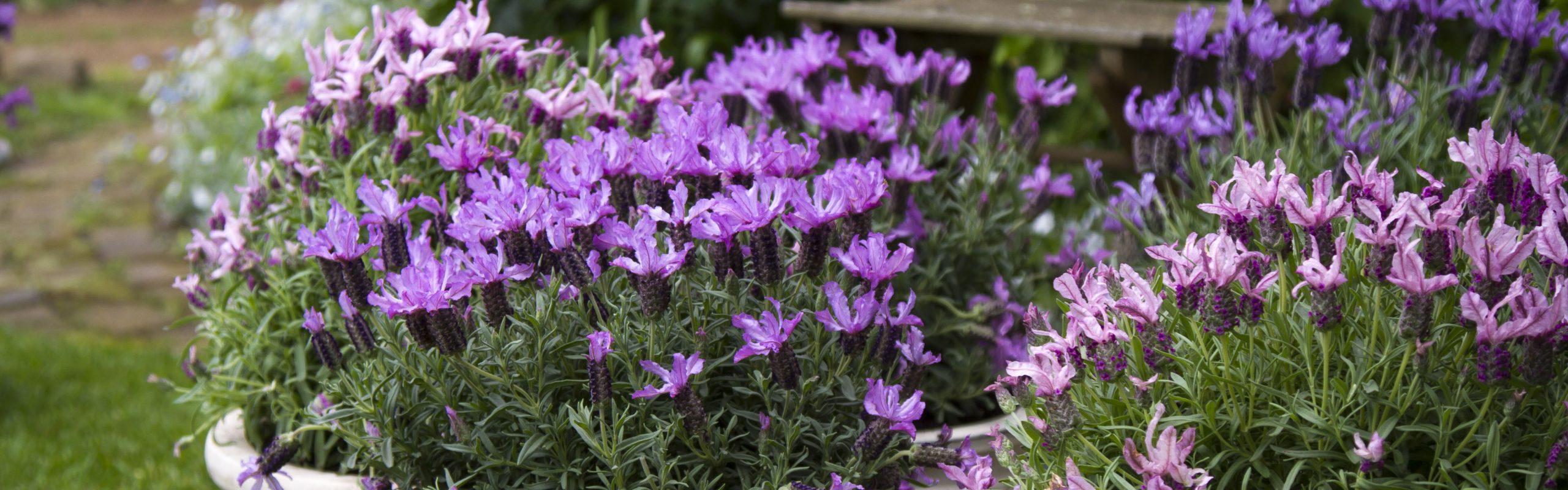 Ruffles Lavender - Gardening Solutionz