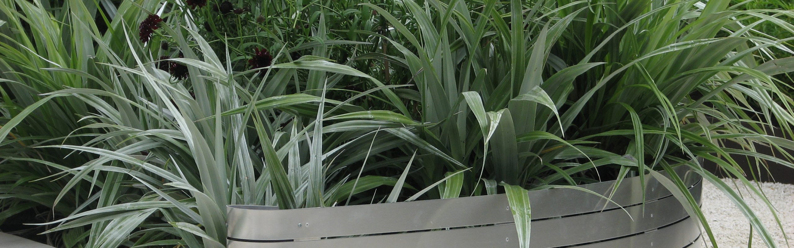 Astelia Silver Spear - Gardening Solutionz