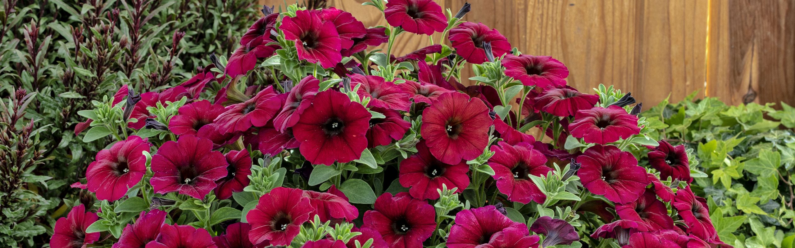 BeautiCal Bordeaux - Gardening Solutionz