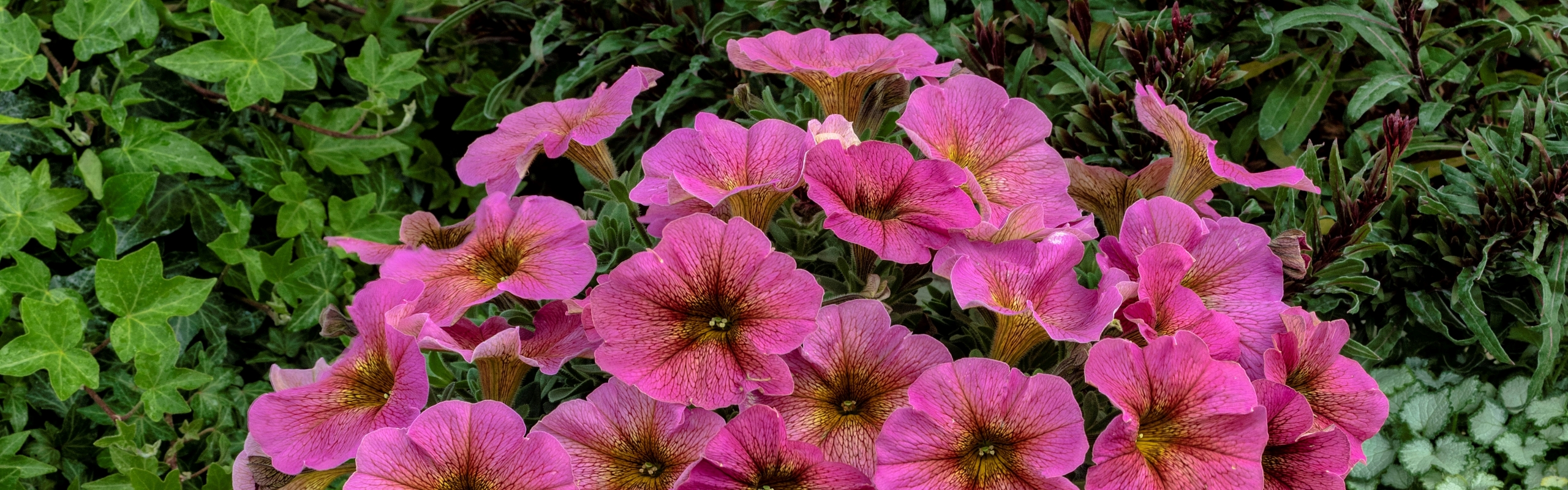 BeautiCal Sunray Pink - Gardening Solutionz