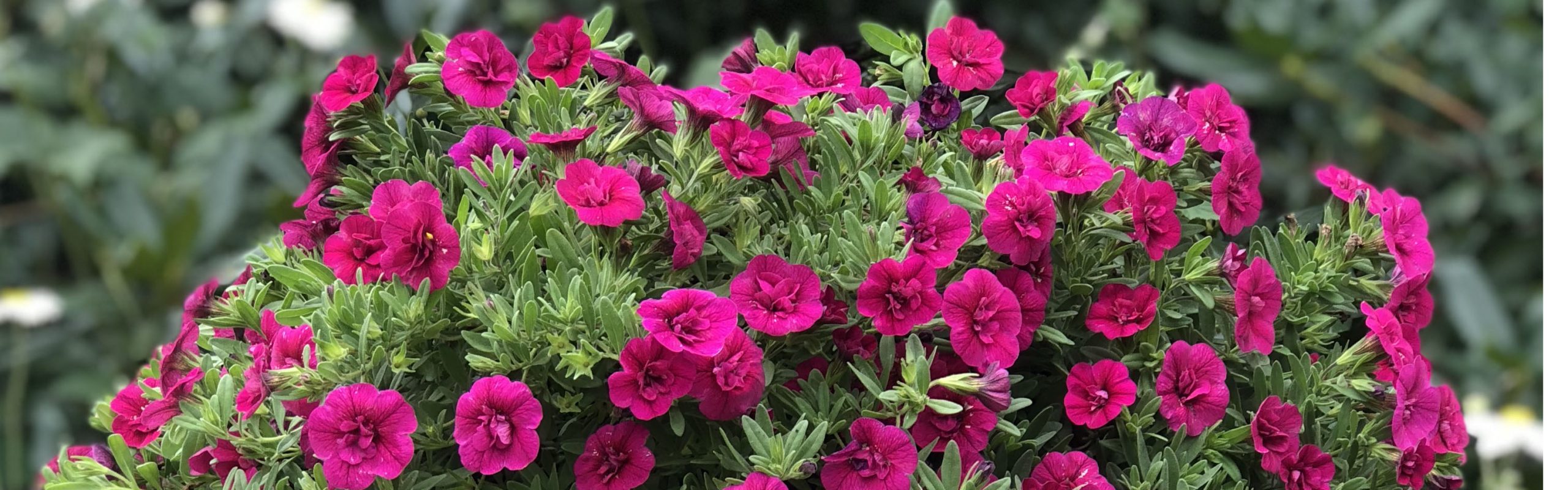 Calibrachoa Double Fuchsia - Gardening Solutionz