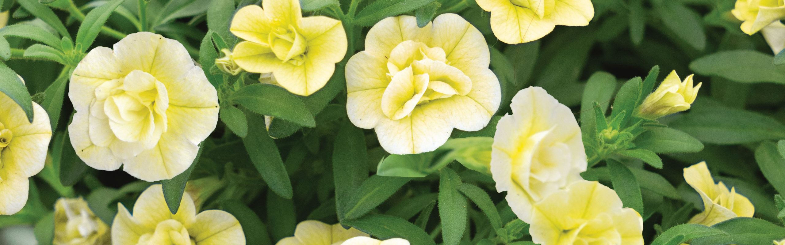 Calibrachoa Double Lemon - Gardening Solutionz