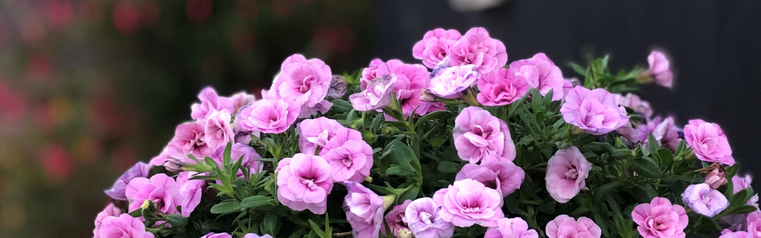 Calibrachoa Double Pink - Gardening Solutionz