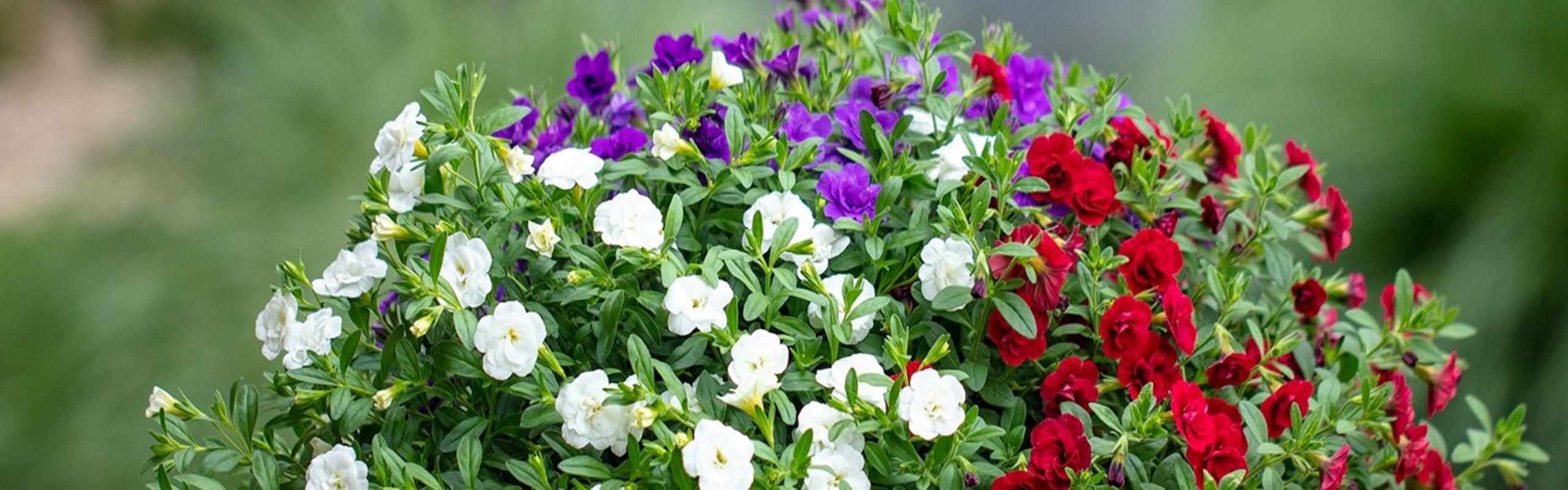 Calibrachoa Double Red - Gardening Solutionz