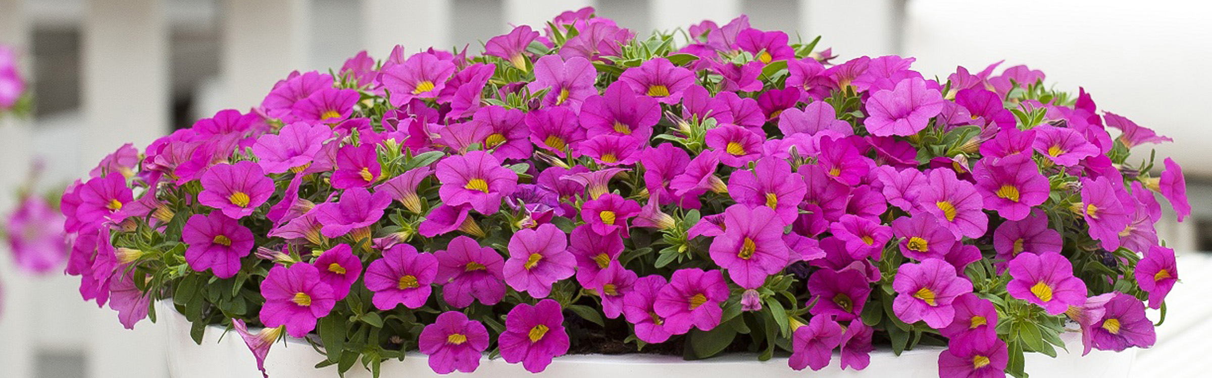 Calipetite Rose - Gardening Solutionz