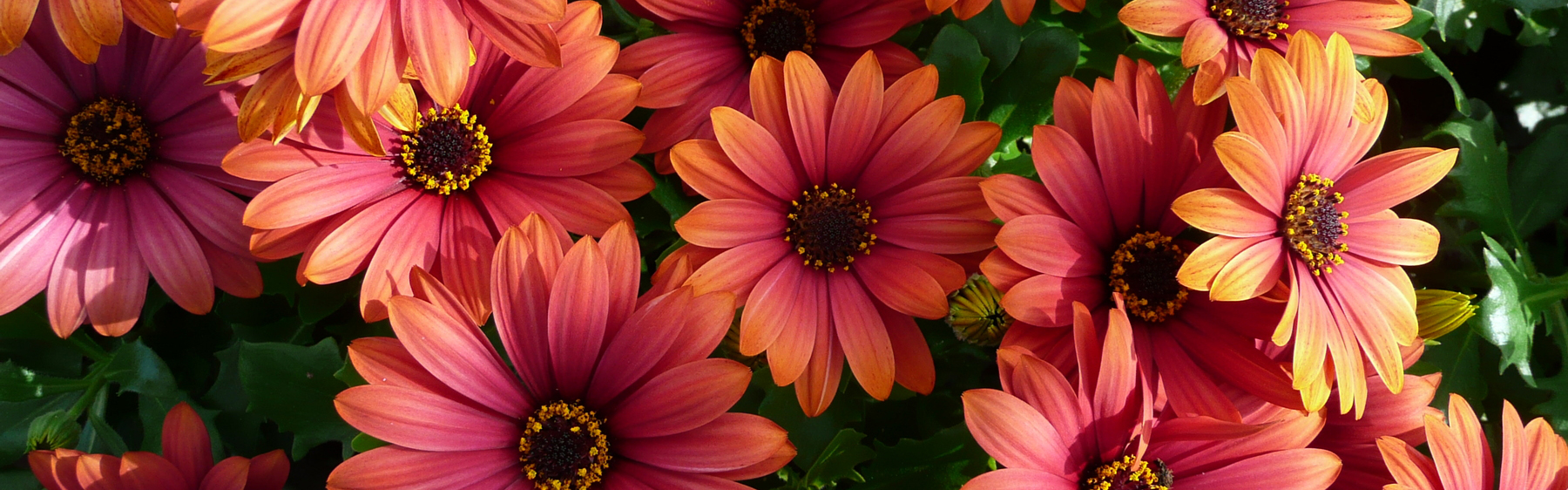 Cape Daisy Fire Burst - Gardening Solutionz