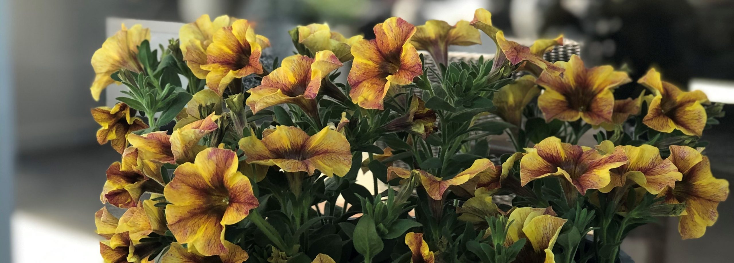 BeautiCal Caramel - Gardening Solutionz