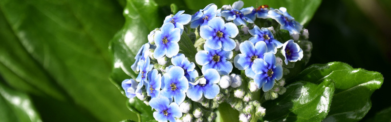Chatham Island Forget Me Not - Gardening Solutionz