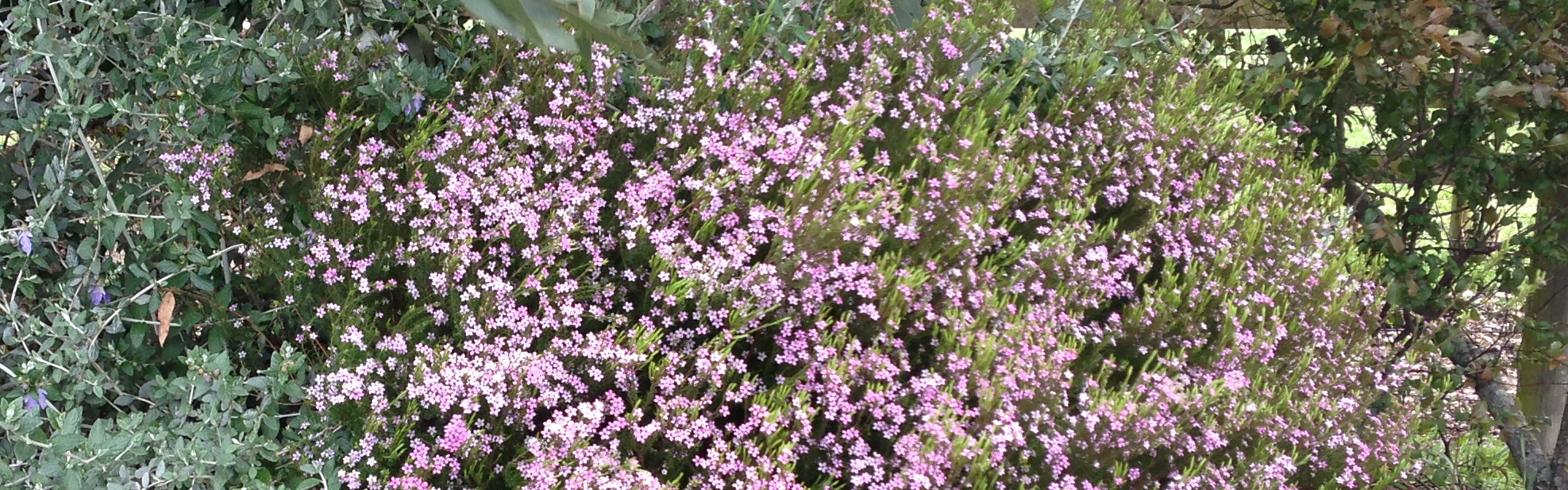 Coleonema Pinkii - Gardening Solutionz