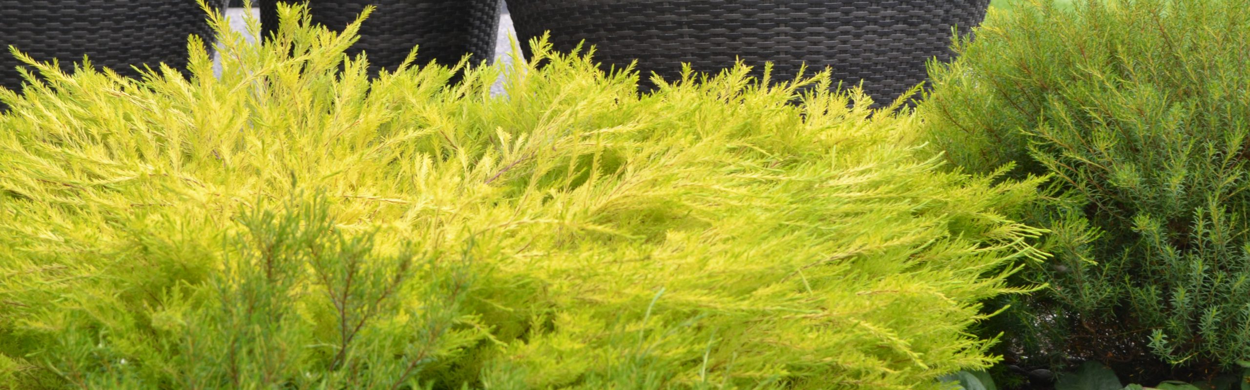 Coleonema Sunset Gold - Gardening Solutionz