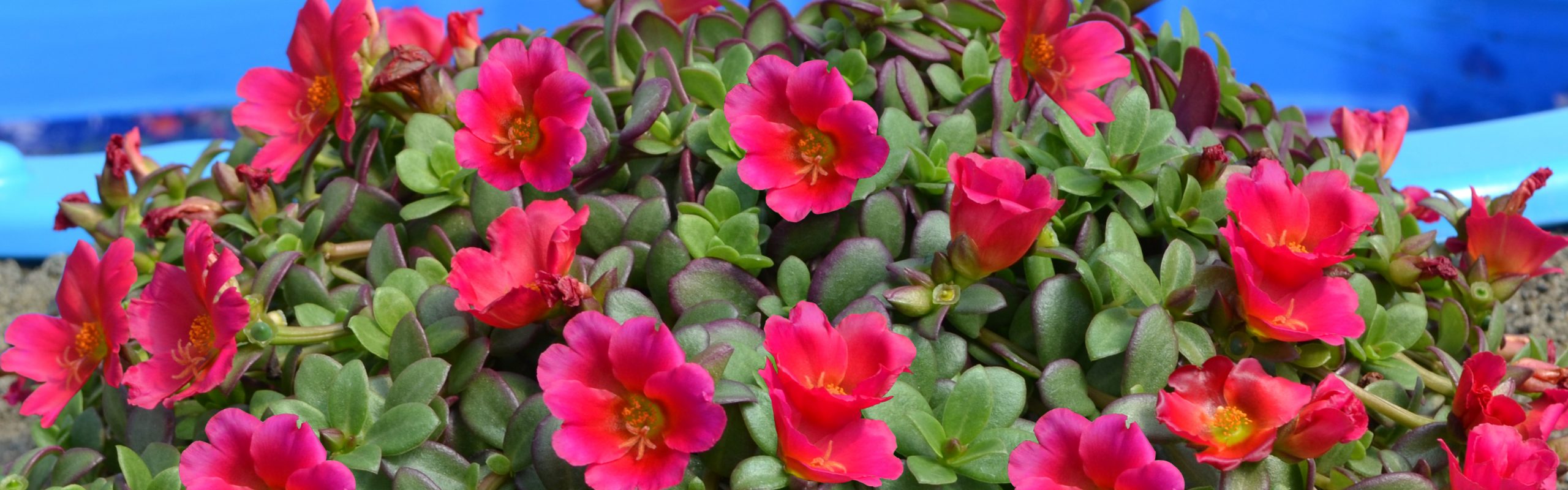 Portulaca ColourBlast Plumberry - Gardening Solutionz