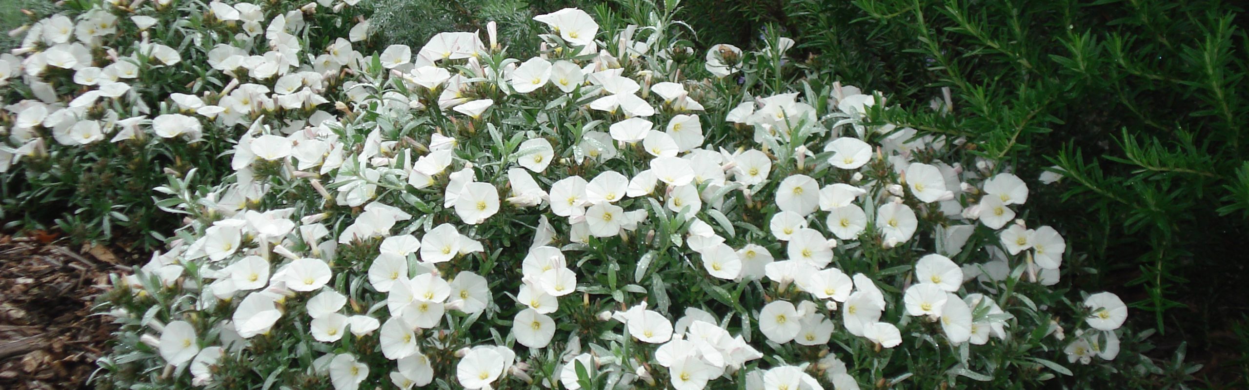 Convolvulus cneorum - Gardening Solutionz