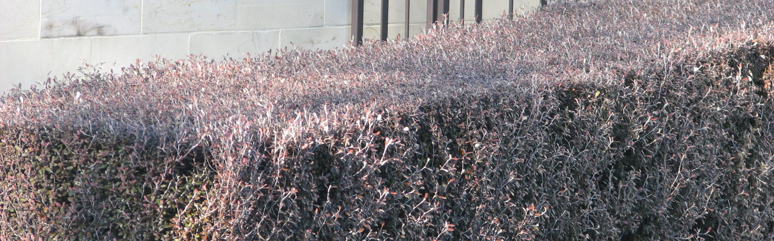 Corokia Bronze King - Gardening Solutionz