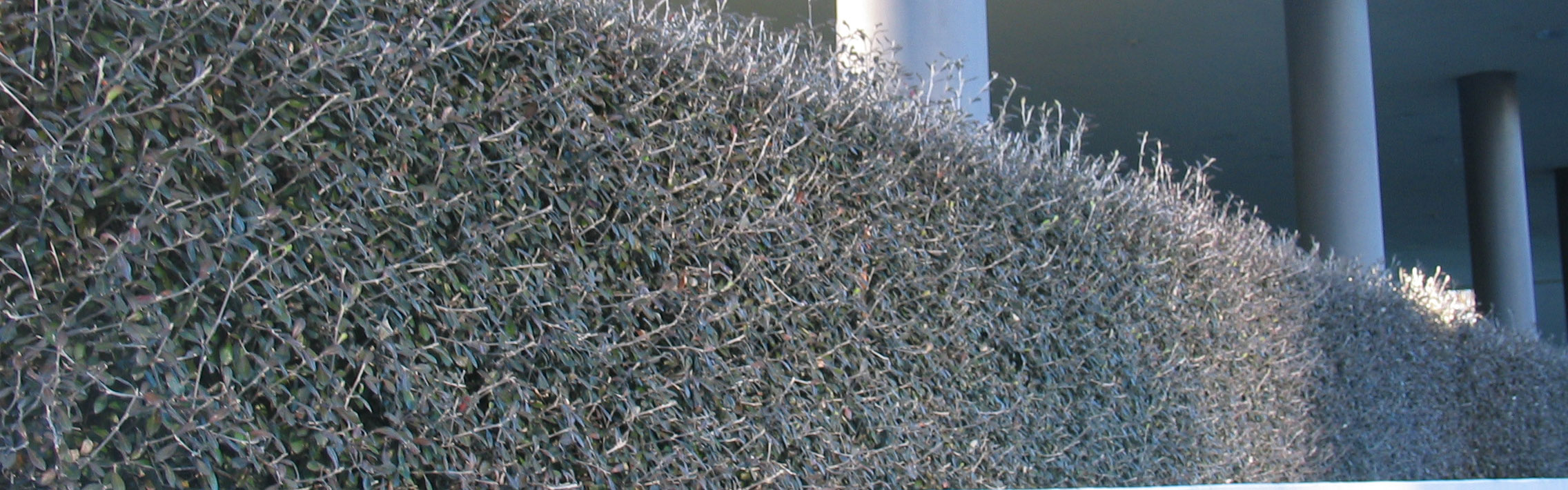 Corokia Frosted Chocolate - Gardening Solutionz