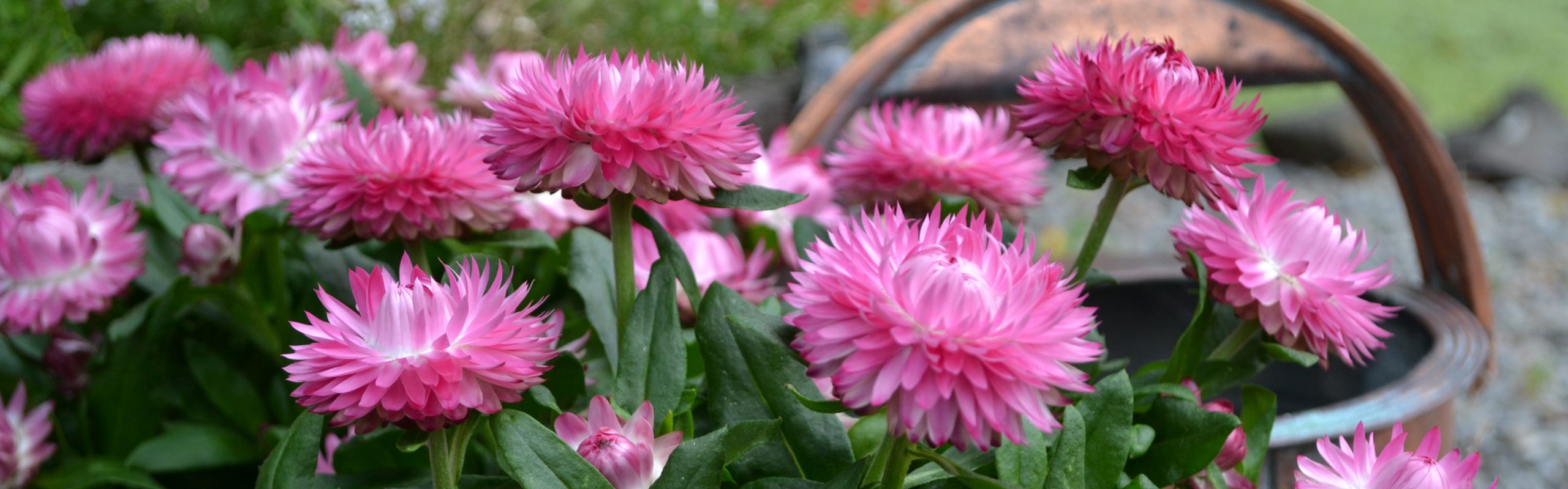 Bracteantha Cottage Pink - Gardening Solutionz