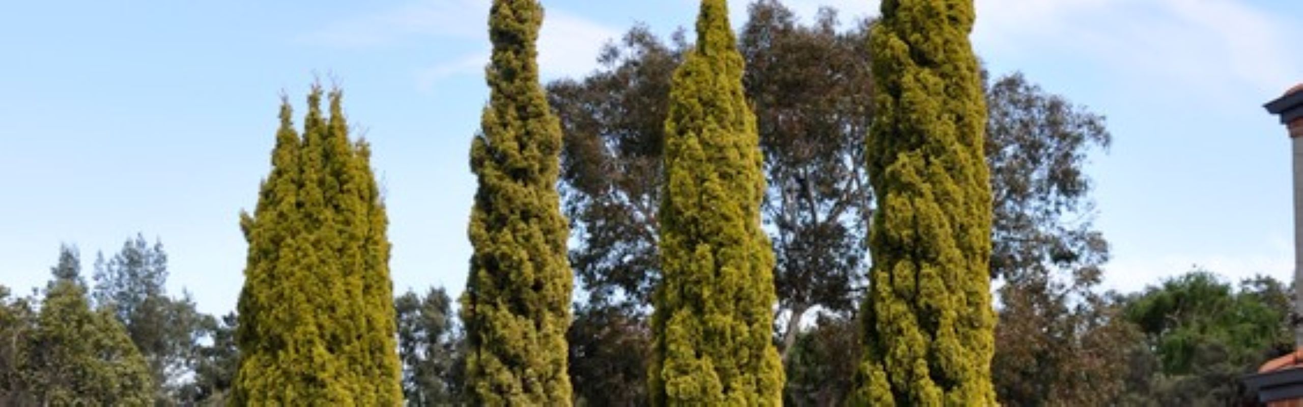 Cupressus Swanes Gold - Gardening Solutionz