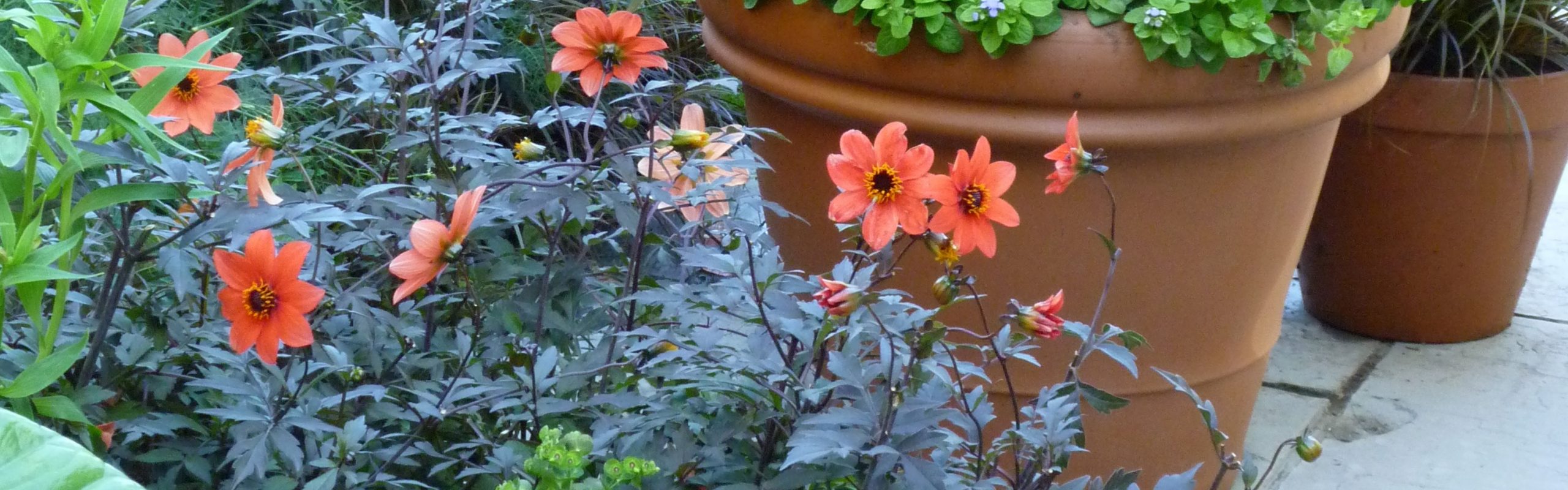 Dahlia Mystic Enchantment - Gardening Solutionz