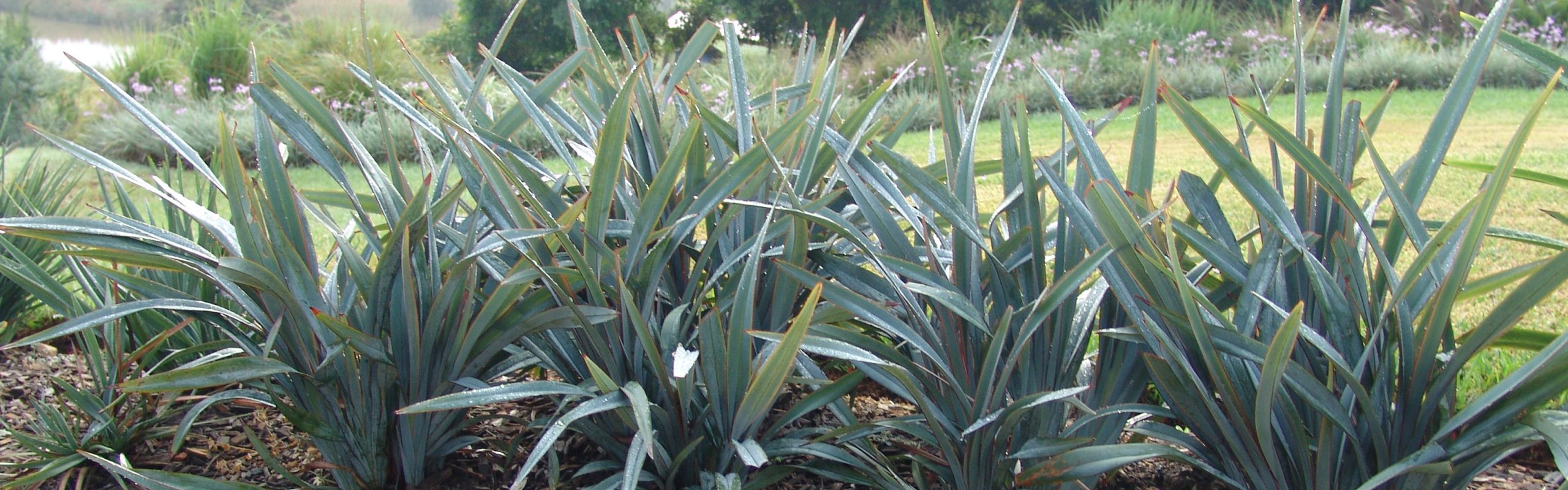 Dianella Blue Twist - Gardening Solutionz