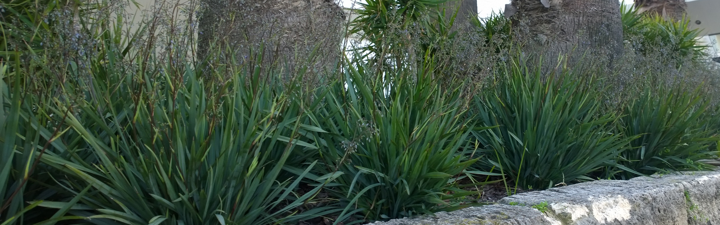 Dianella Cassa Blue - Gardening Solutionz