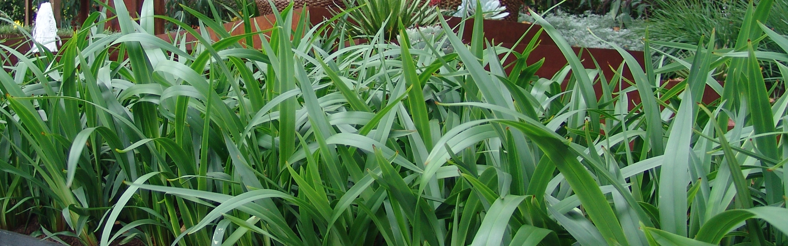 Dianella Emerald Arch - Gardening Solutionz