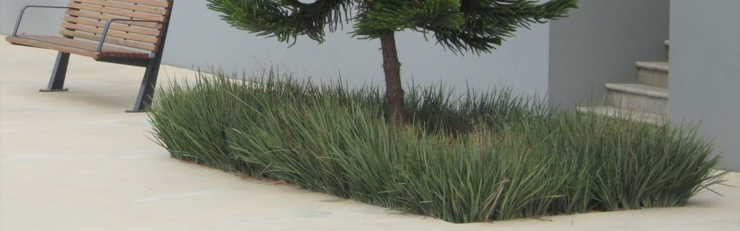 Dianella Little Rev - Gardening Solutionz