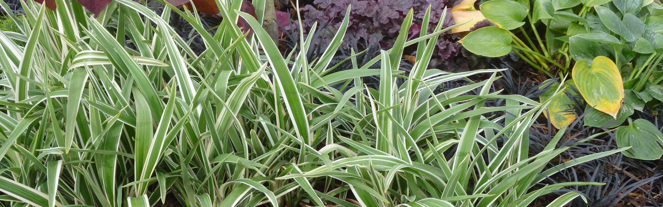 Dianella Wyeena - Gardening Solutionz