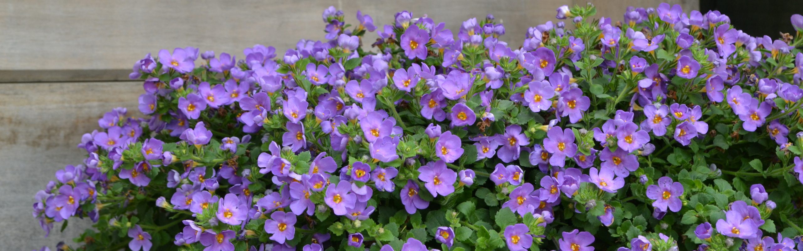 Bacopa Epic Blue - Gardening Solutionz