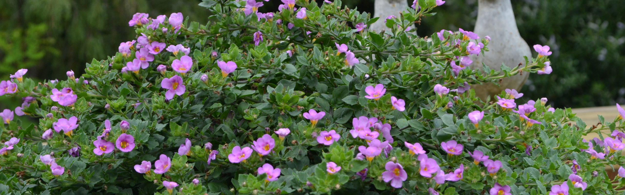 Bacopa Epic Pink - Gardening Solutionz