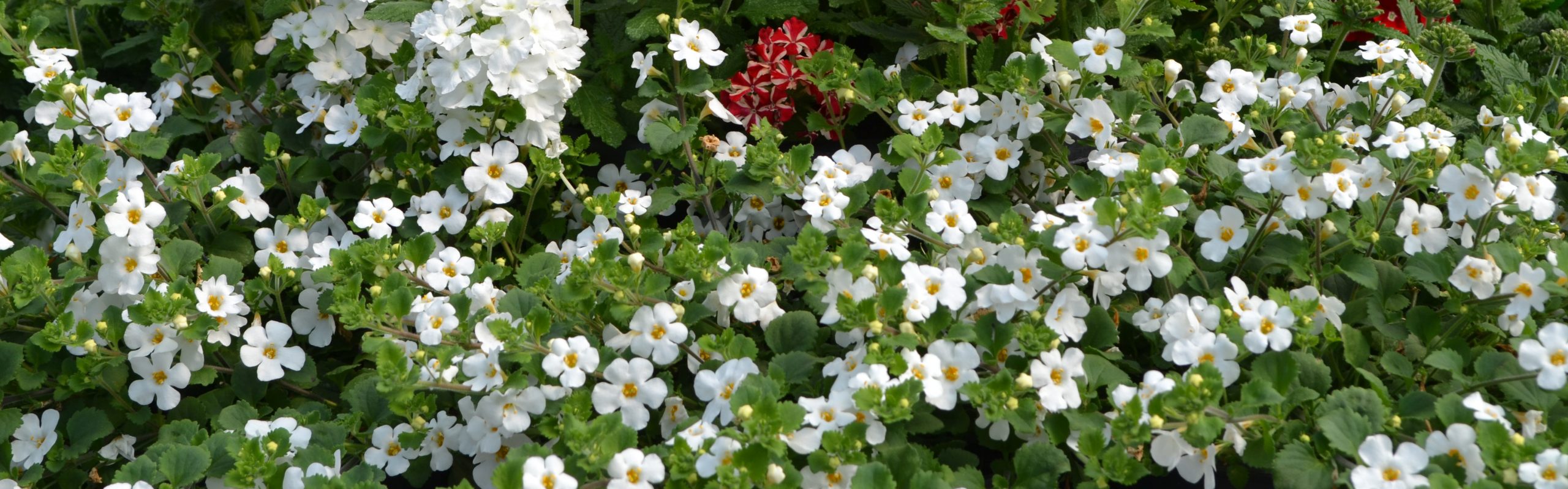 Bacopa Epic White - Gardening Solutionz