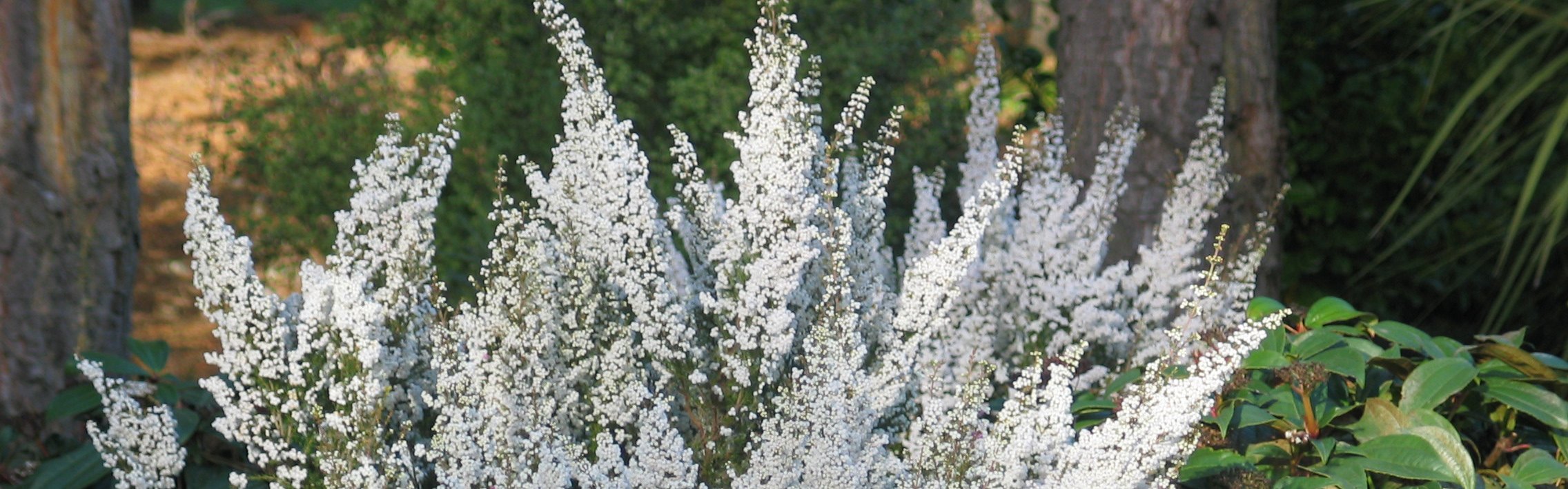 Erica Surprise - Gardening Solutionz