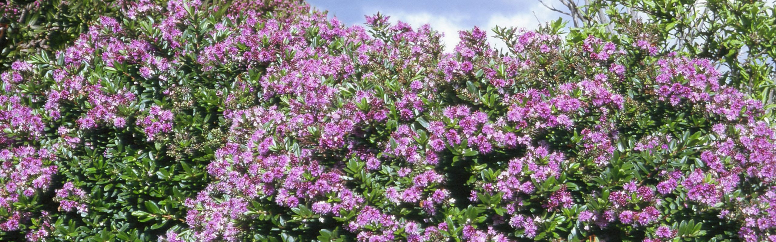 Hebe Inspiration - Gardening Solutionz