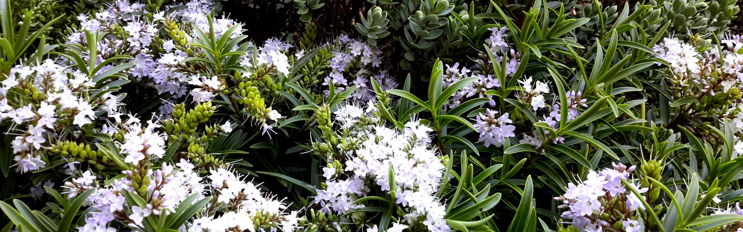 Hebe Lavender Lace - Gardening Solutionz