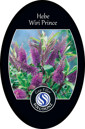 Gap Filler Solutionz Archives - Gardening Solutionz