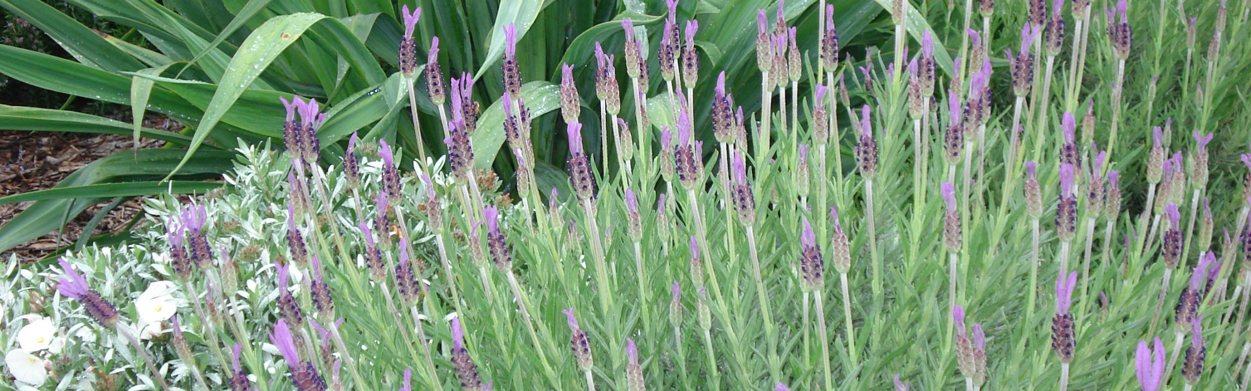 Lavender Avonview - Gardening Solutionz
