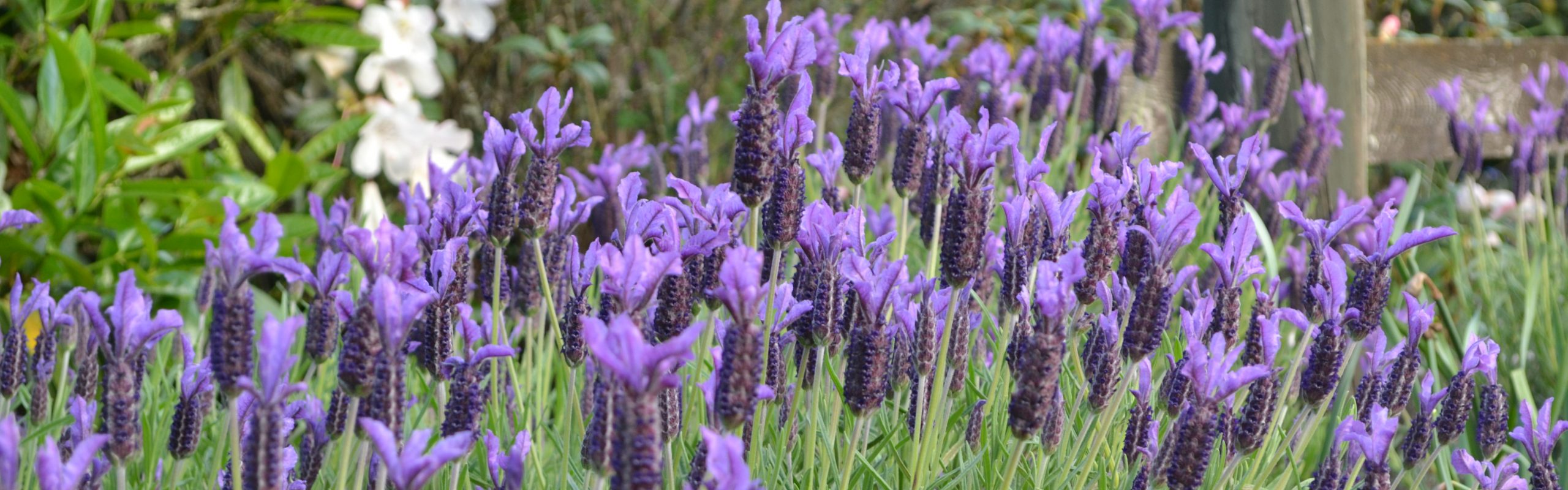 Lavender stoechas Major - Gardening Solutionz