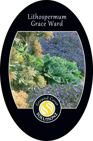 Ground Cover Solutionz - Gardening Solutionz