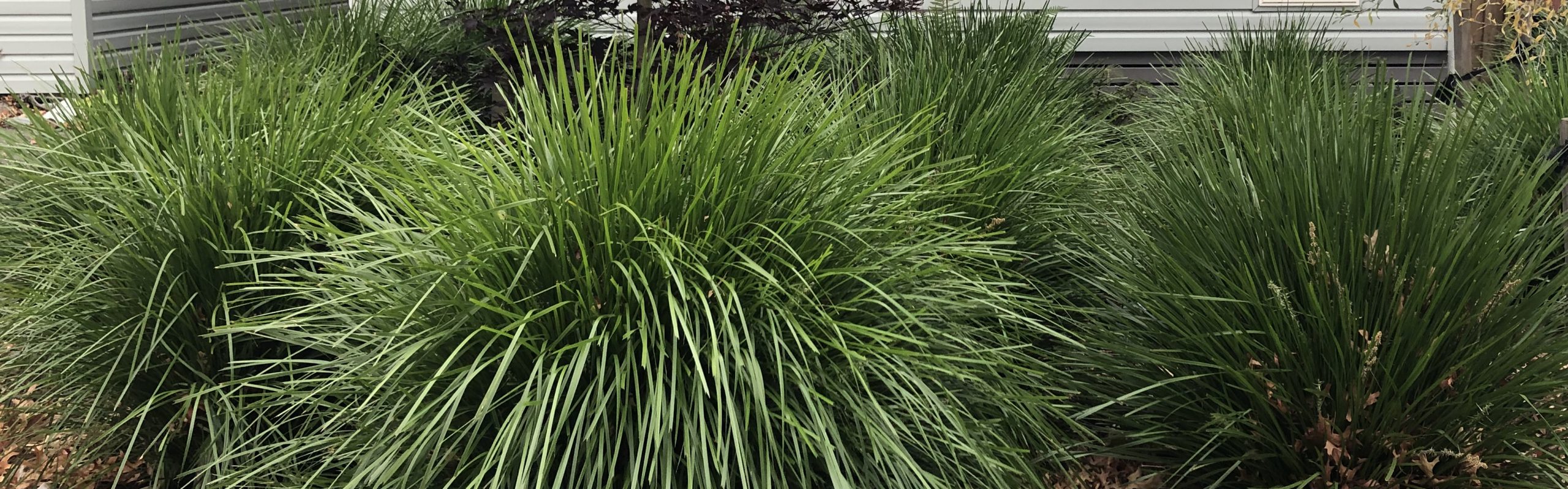 Lomandra Lime Tuff - Gardening Solutionz