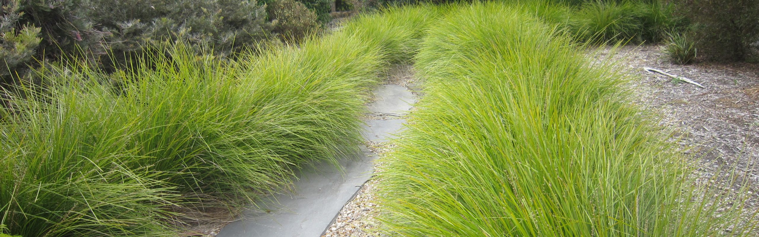 Lomandra Tanika - Gardening Solutionz