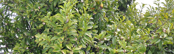 Michelia figo - Gardening Solutionz
