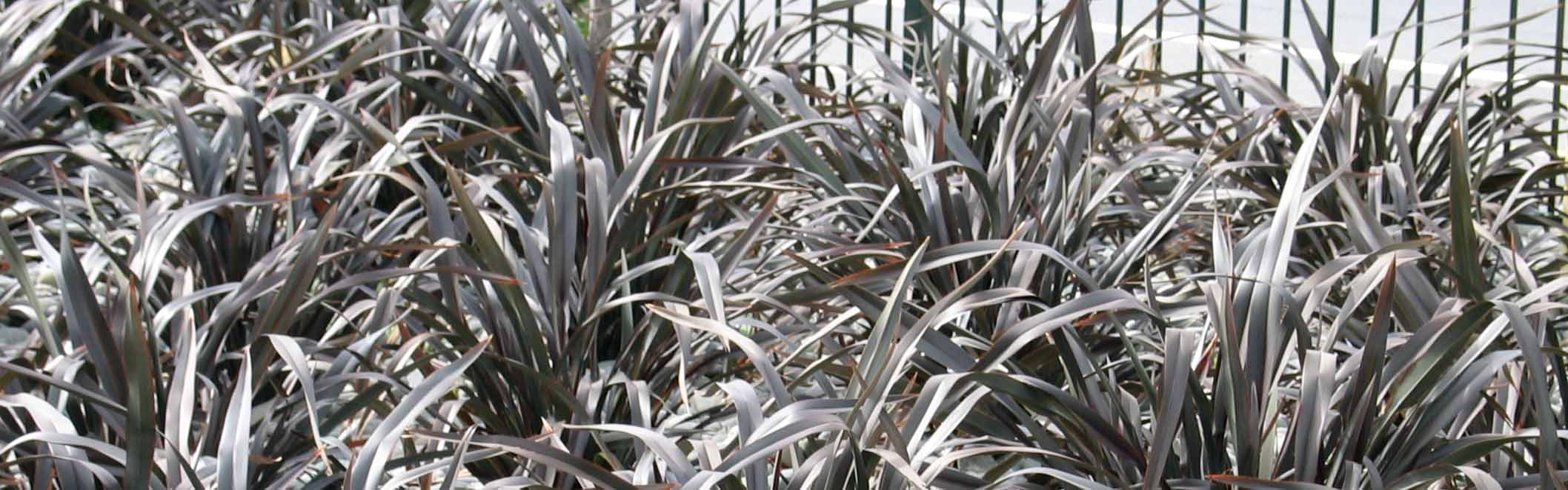 Phormium Black Rage - Gardening Solutionz