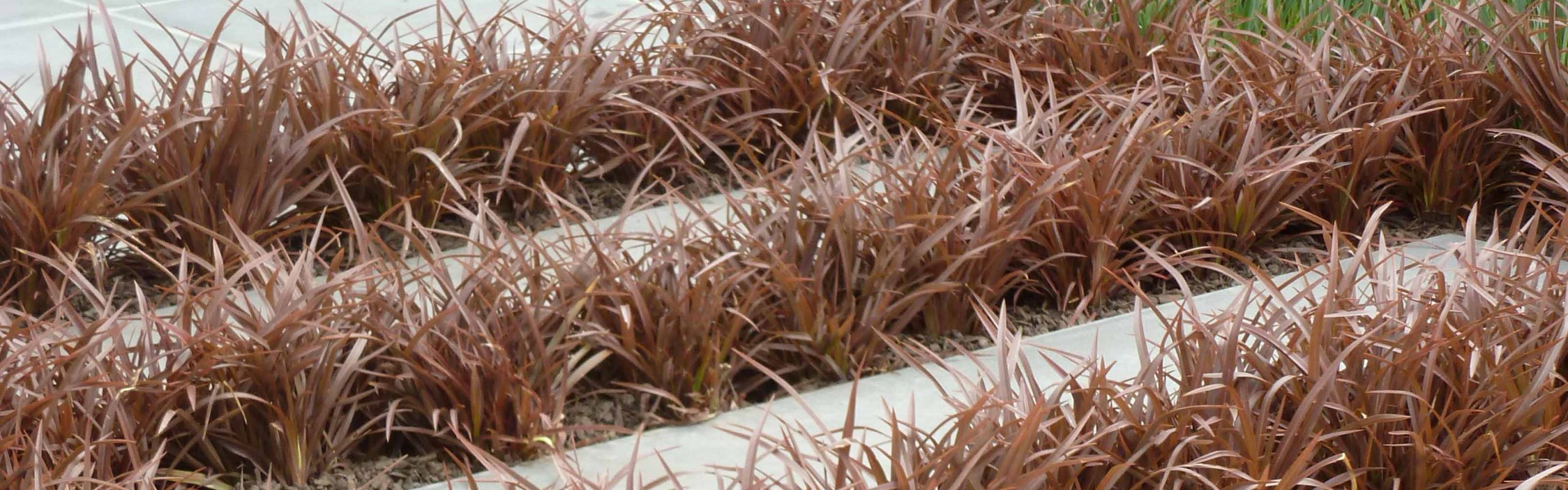 Phormium Sweet Mist - Gardening Solutionz