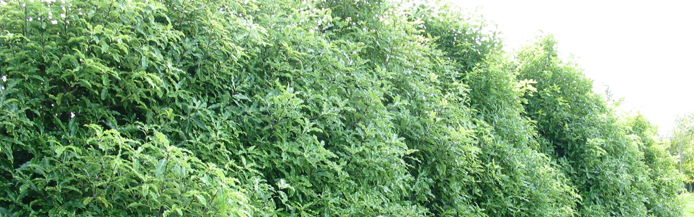 Pittosporum Mini Green - Gardening Solutionz