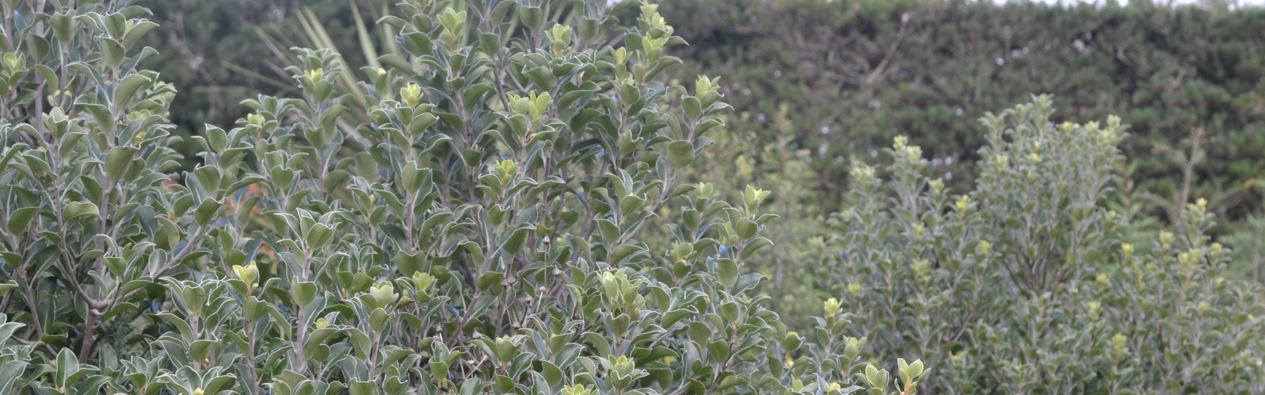 Pittosporum Stephens Island - Gardening Solutionz