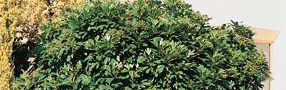 Pseudopanax Cyril Watson - Gardening Solutionz