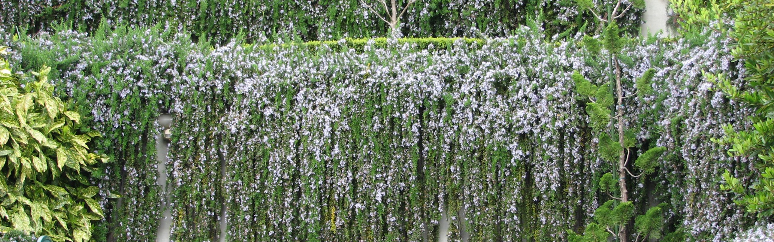 Rosemary prostrata - Gardening Solutionz