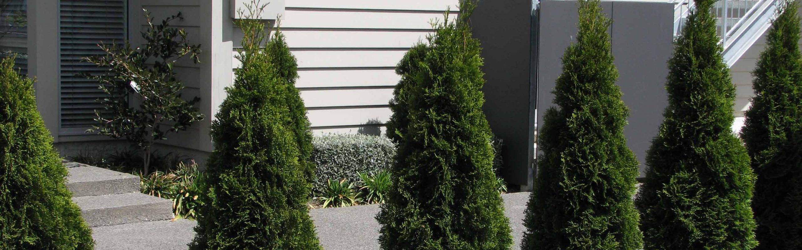 Thuja Smaragd - Gardening Solutionz