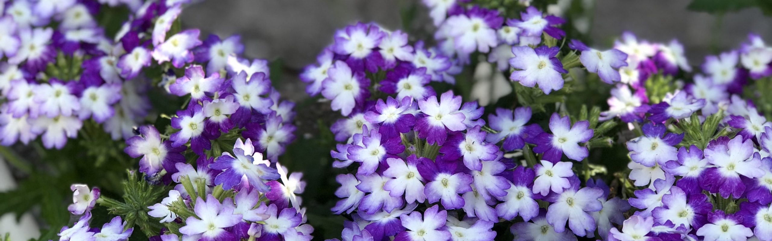 Voodoo Verbena Hurricane Blue - Gardening Solutionz