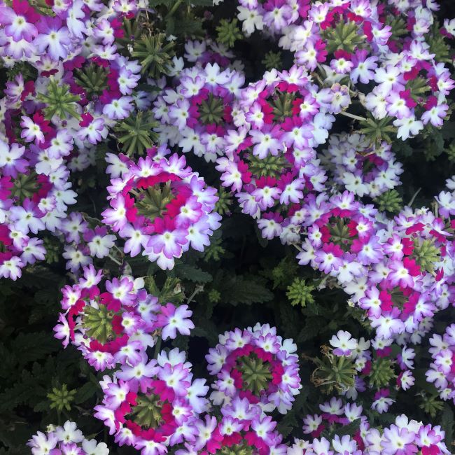 Voodoo Verbena Hurricane Purple Blue - Gardening Solutionz