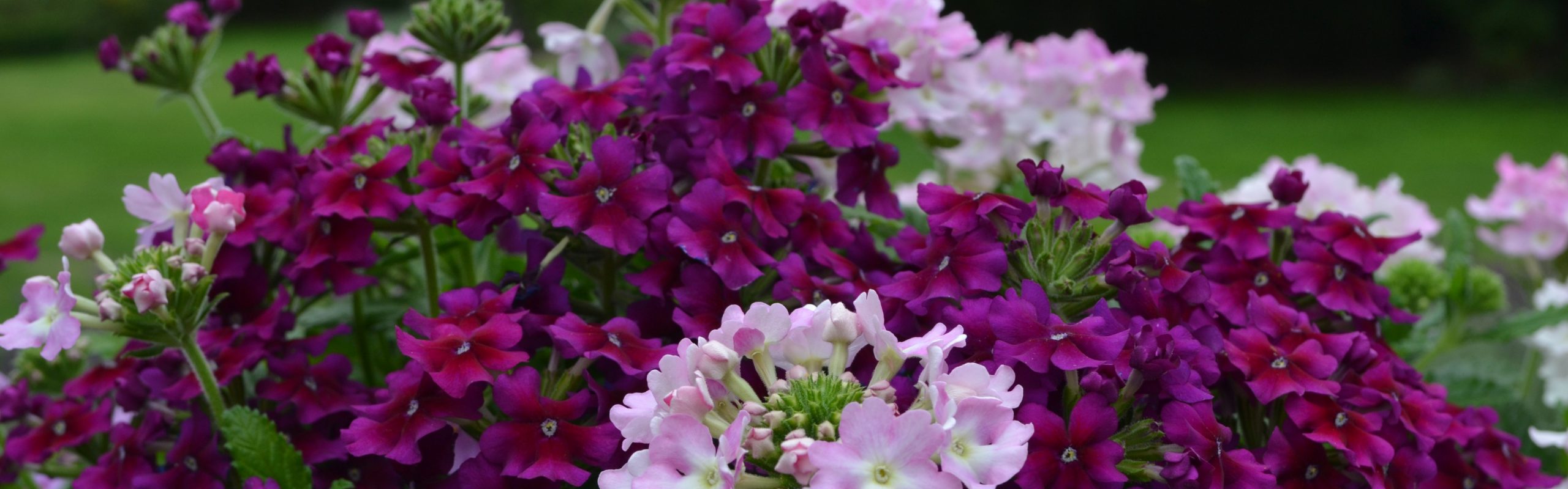 Voodoo Verbena Purple - Gardening Solutionz